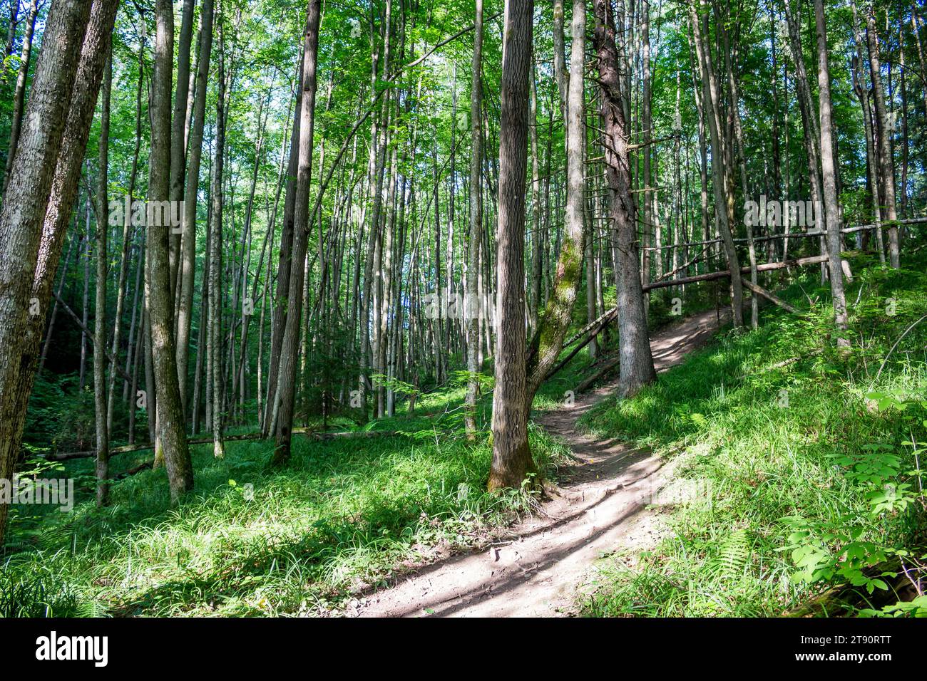 Forest path on a slope going up behind the trees Stock Photo - Alamy