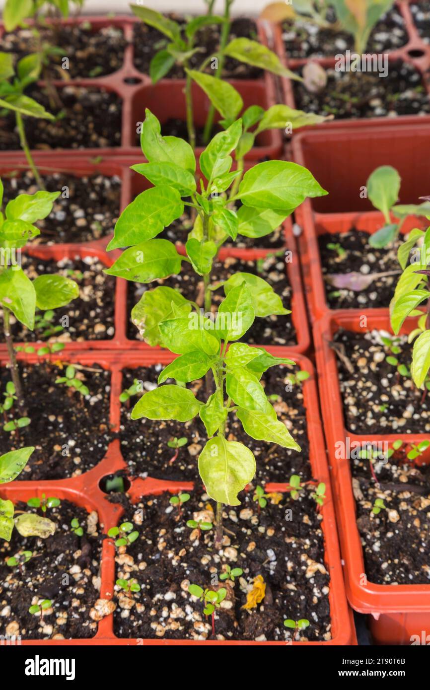 Capsicum - Pepper seedlings growing in terracotta plastic trays Stock ...