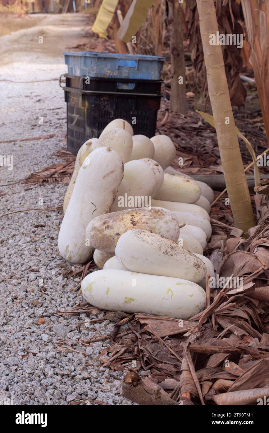 infrared image of ground winter melon vegetable fruits Stock Photo - Alamy