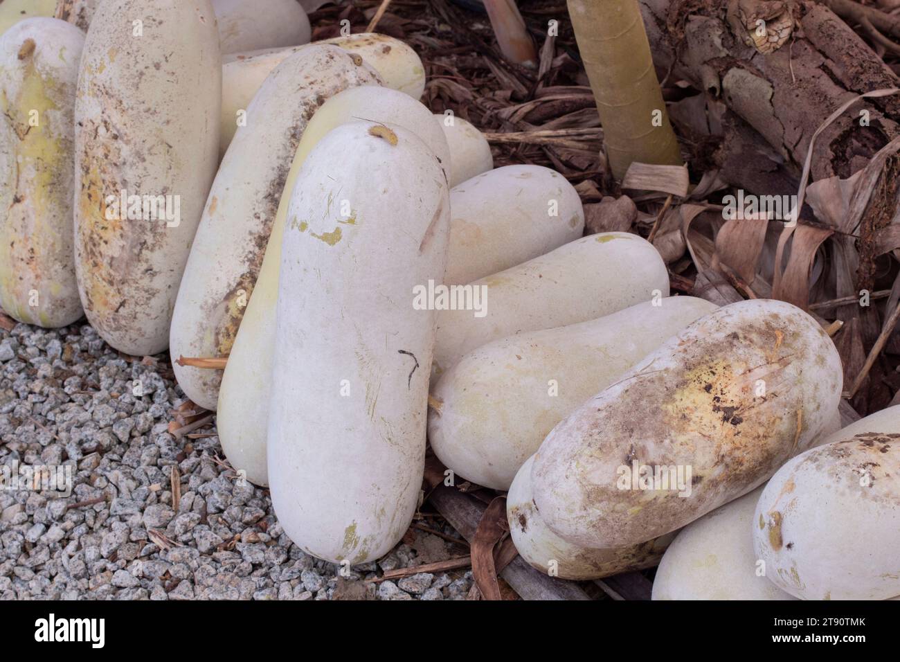 infrared image of ground winter melon vegetable fruits Stock Photo - Alamy