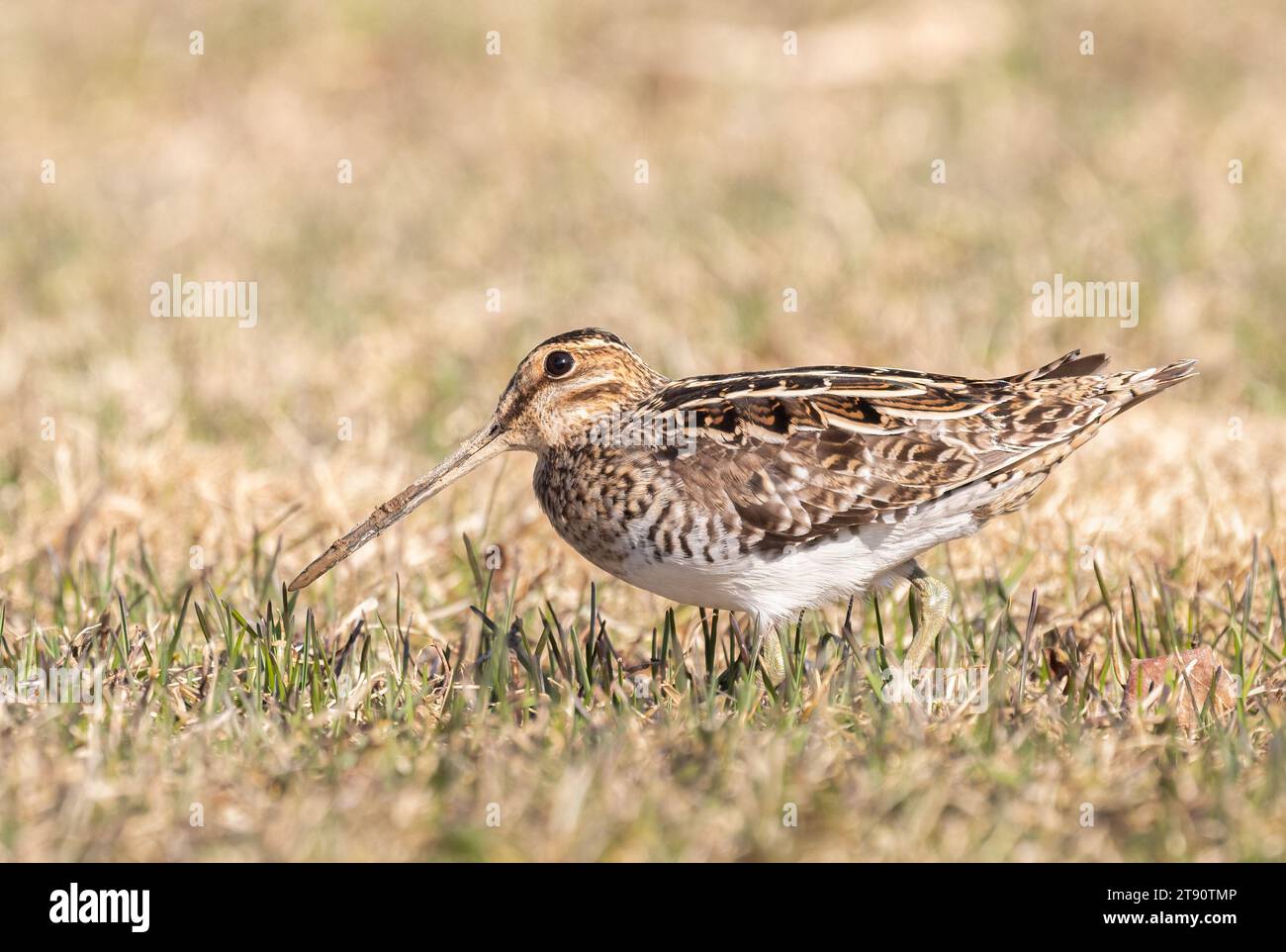 Wilson's Snipe hunting for food in grass Stock Photo - Alamy