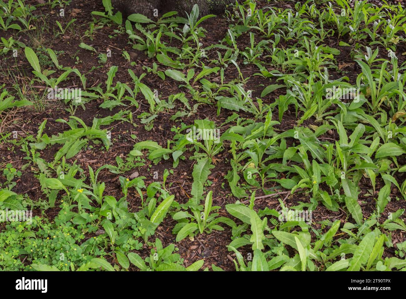 Natural mulch border overgrown with wild broadleaved Lactuca sativa ...