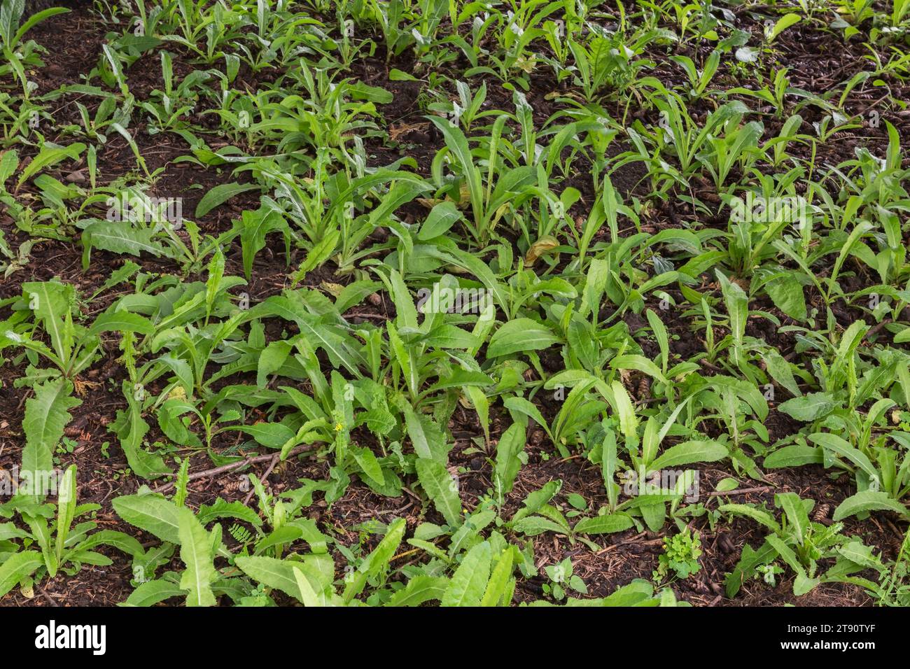 Natural mulch border overgrown with wild broadleaved Lactuca sativa ...