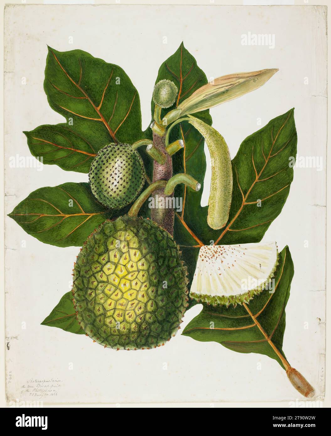 True bread fruit hi-res stock photography and images - Alamy