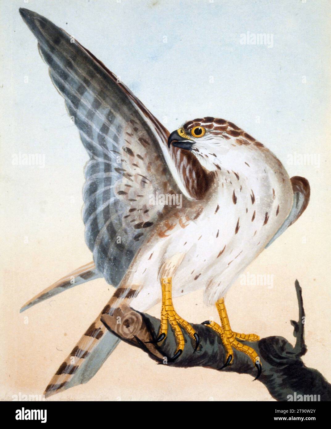 Spotted Falcon, No. 13, 1789, William Lewin, English, died 1795, 9 9/16 ...