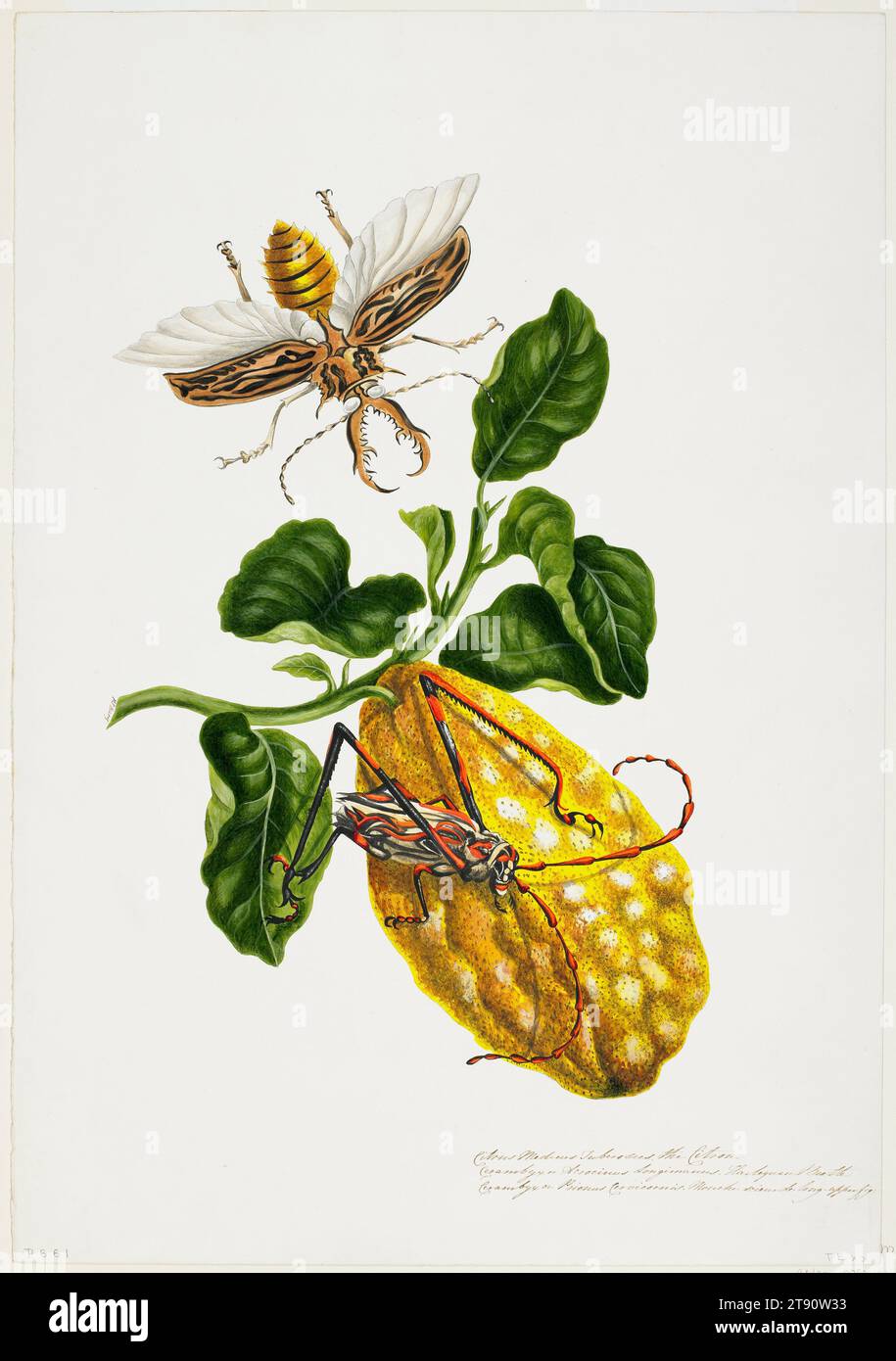 The Citron and Insects, 19th century, Priscilla Susan Bury, British ...