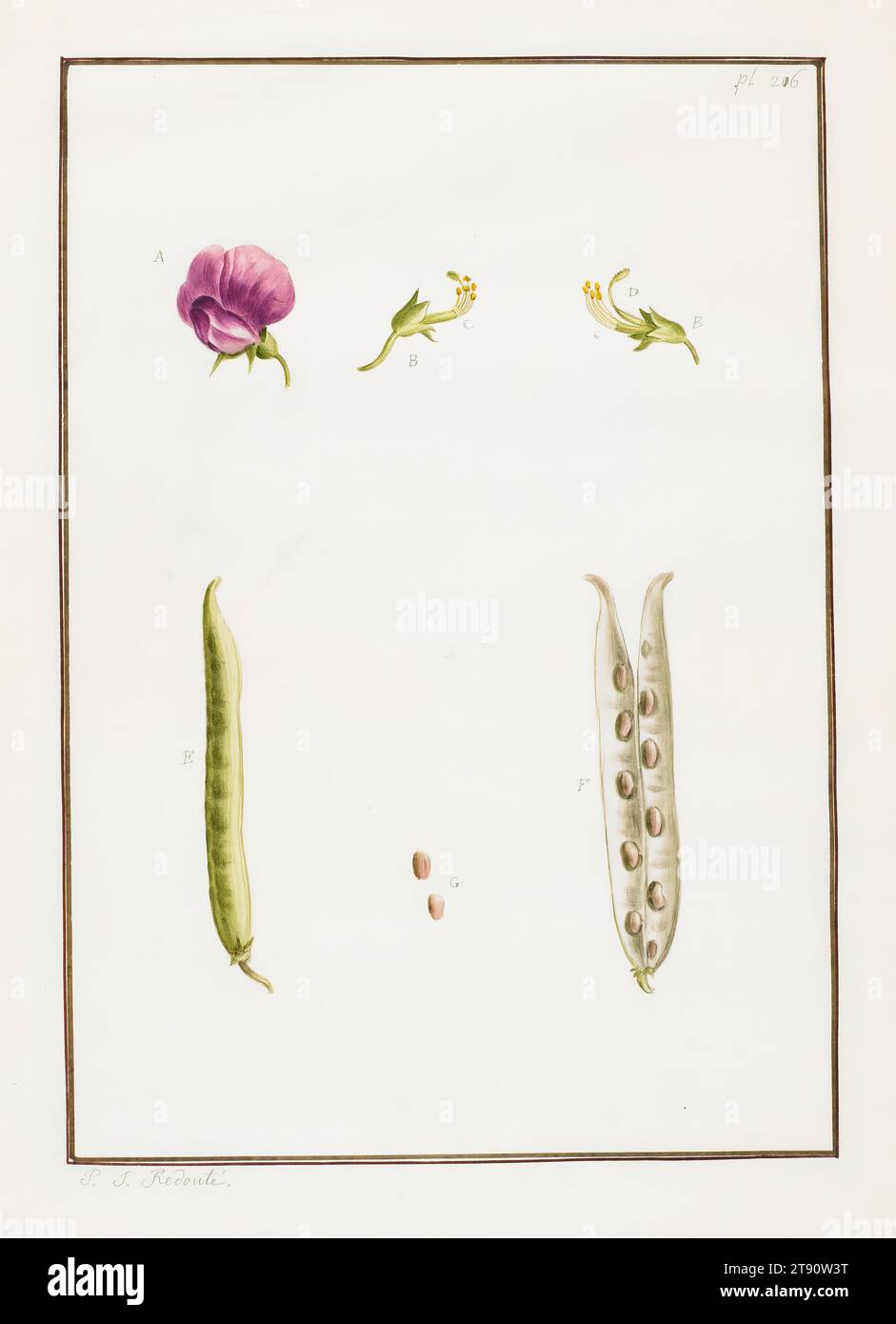Botanical Dissection: Sweet Pea (Lathyrus odoratus), c. 1778-1790 ...