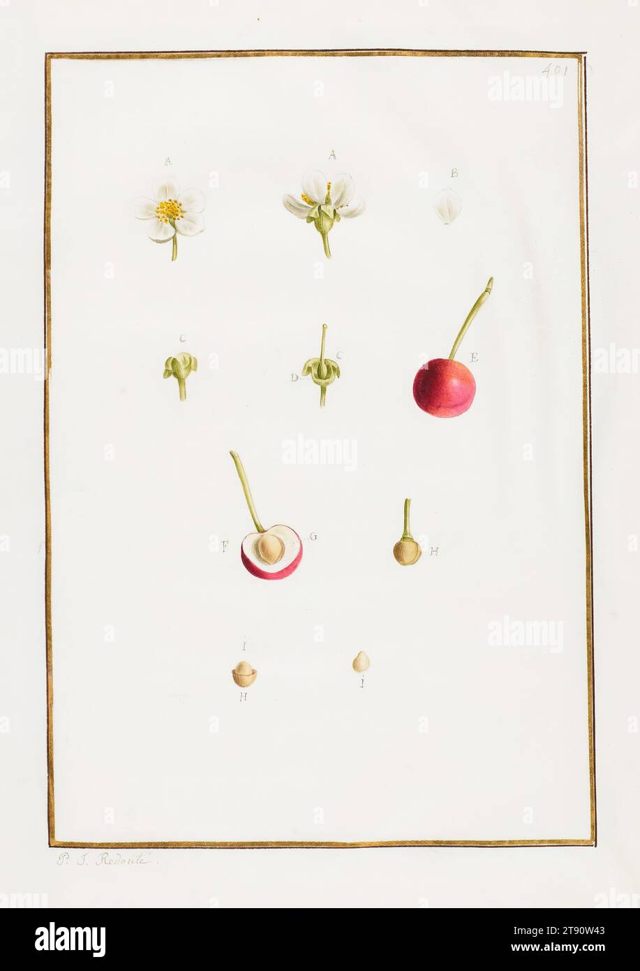 Botanical dissection hi-res stock photography and images - Alamy