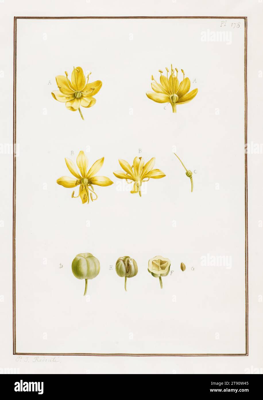 Botanical Dissection: Yellow Asphodel (Asphodelus lutea), c. 1778-1790 ...