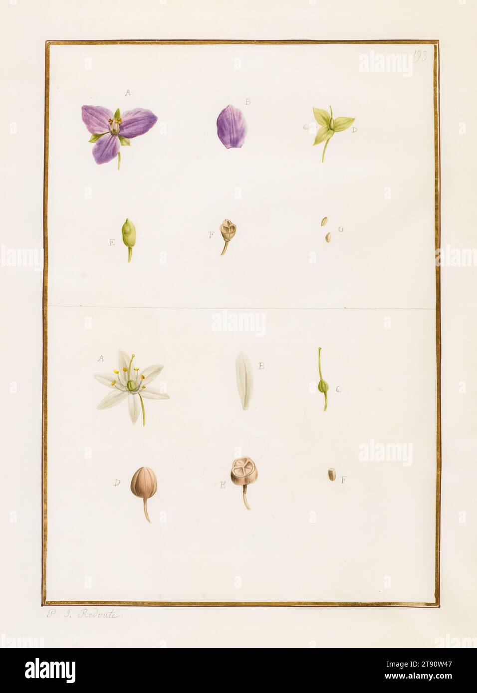 Botanical dissection hi-res stock photography and images - Alamy