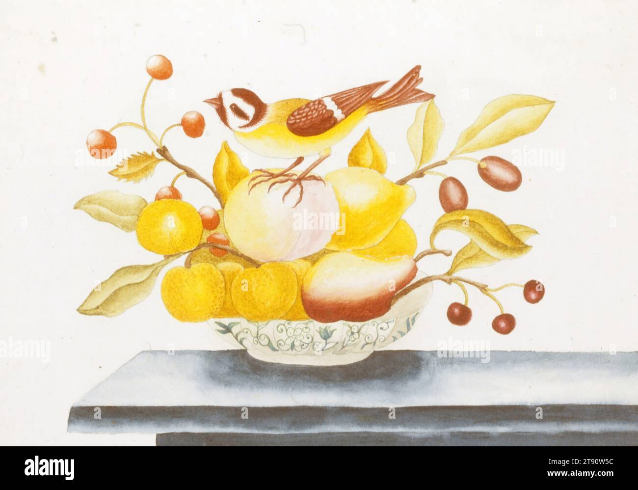 Maria sibylla merian bird hi-res stock photography and images - Alamy