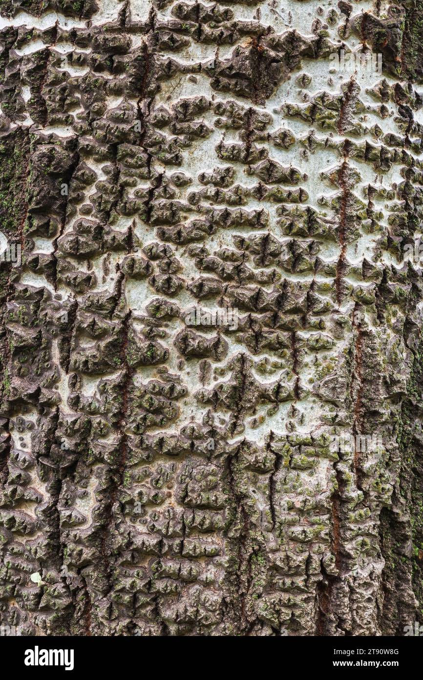 Populus - Poplar tree trunk covered with Bryophyta - Green Moss and ...