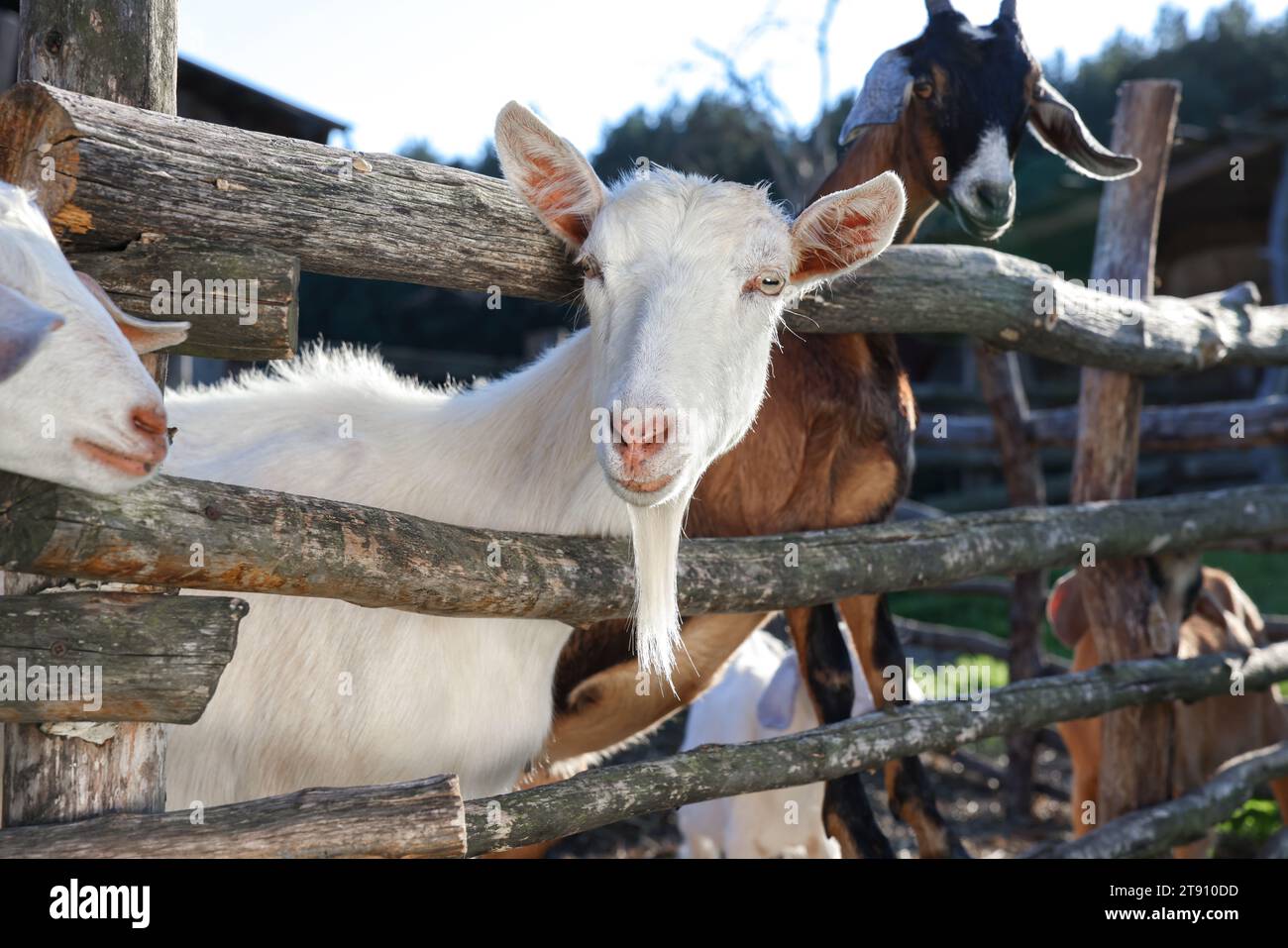 Cute goats inside of paddock at farm Stock Photo - Alamy