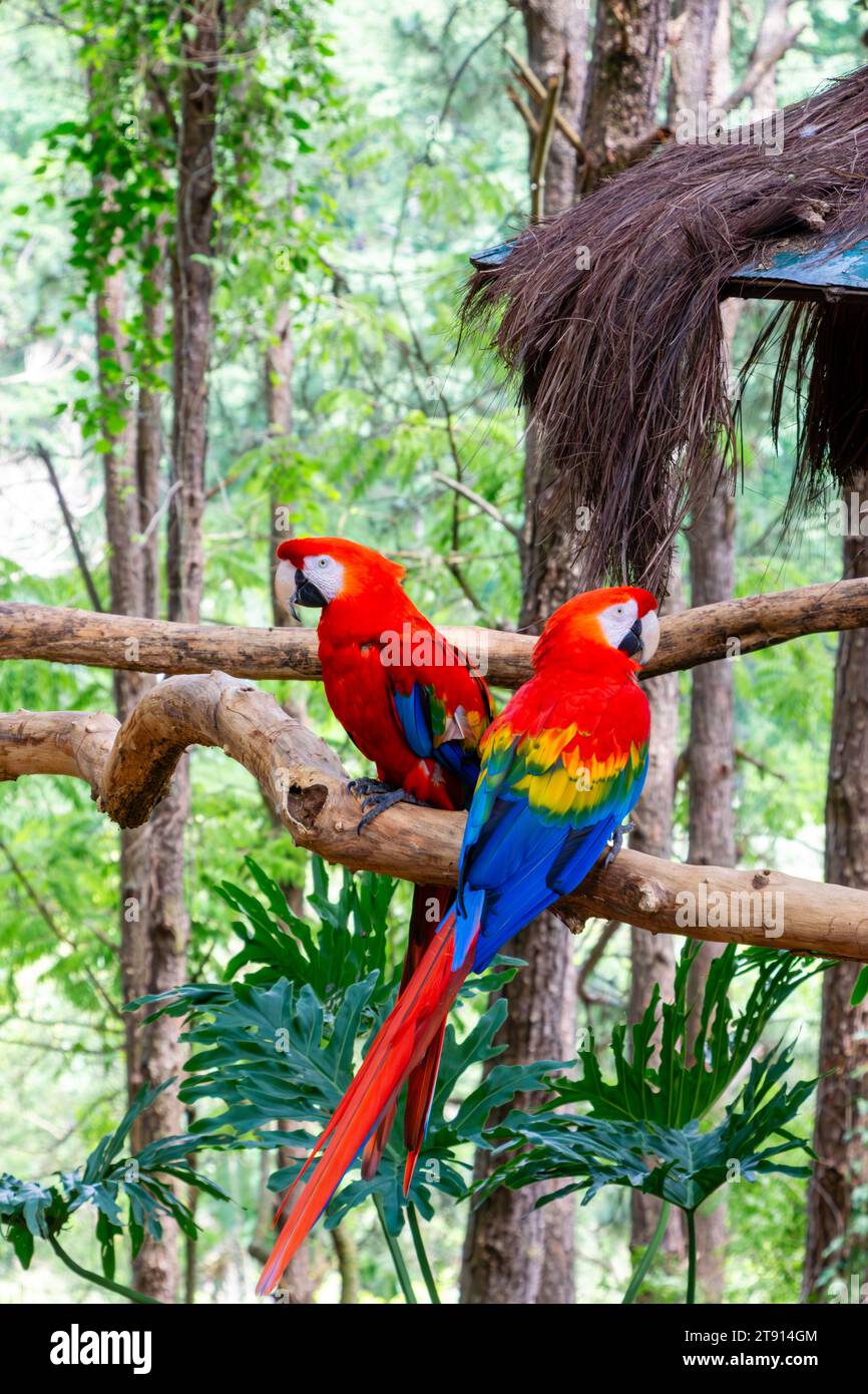 Scarlet macaws on tree branch hi-res stock photography and images - Alamy