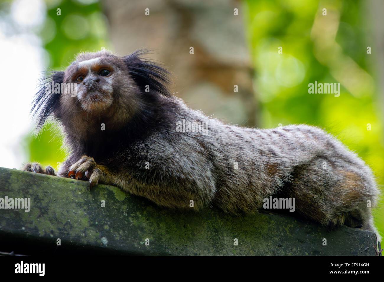 Marmoset eyes hi-res stock photography and images - Alamy