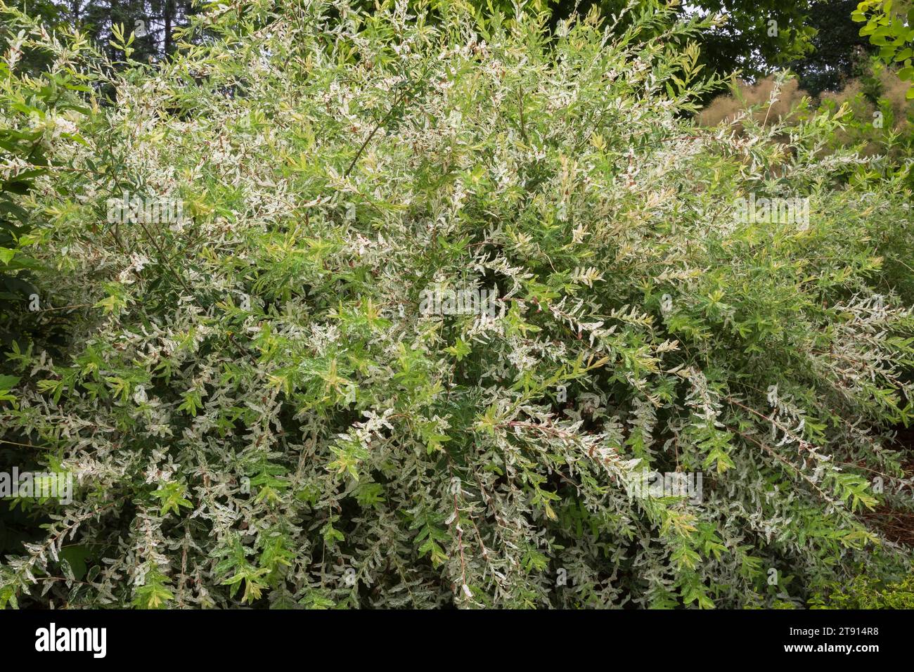 Salix Integra 'Hakuro Nishiki' - Willow shrub in summer Stock Photo - Alamy