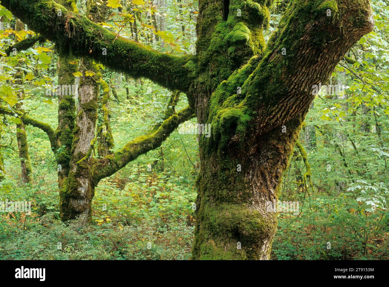 Bigleaf maple (Acer macrophyllum), McDonald State Forest, Oregon Stock ...