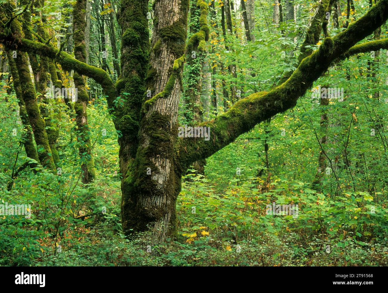 Bigleaf maple (Acer macrophyllum), McDonald State Forest, Oregon Stock ...