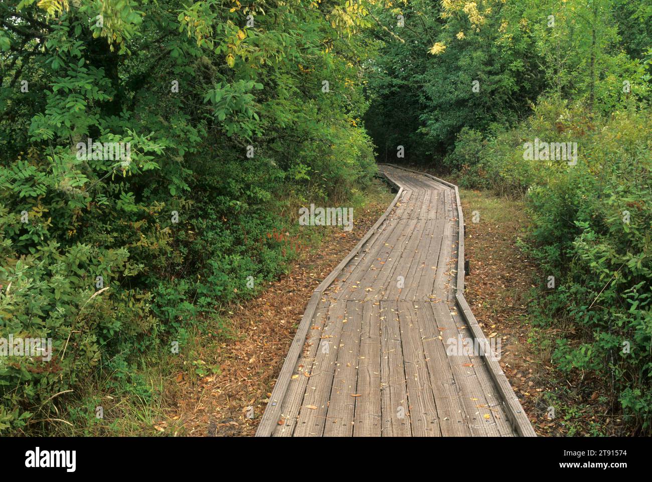 Boardwalk, Jackson-Frazier Wetland Park, Corvallis, Oregon Stock Photo ...