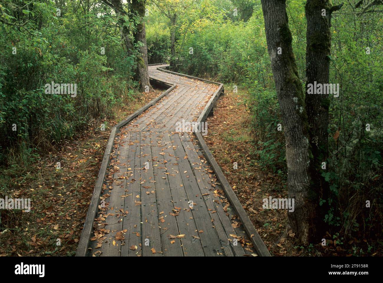 Boardwalk, Jackson-Frazier Wetland Park, Corvallis, Oregon Stock Photo ...