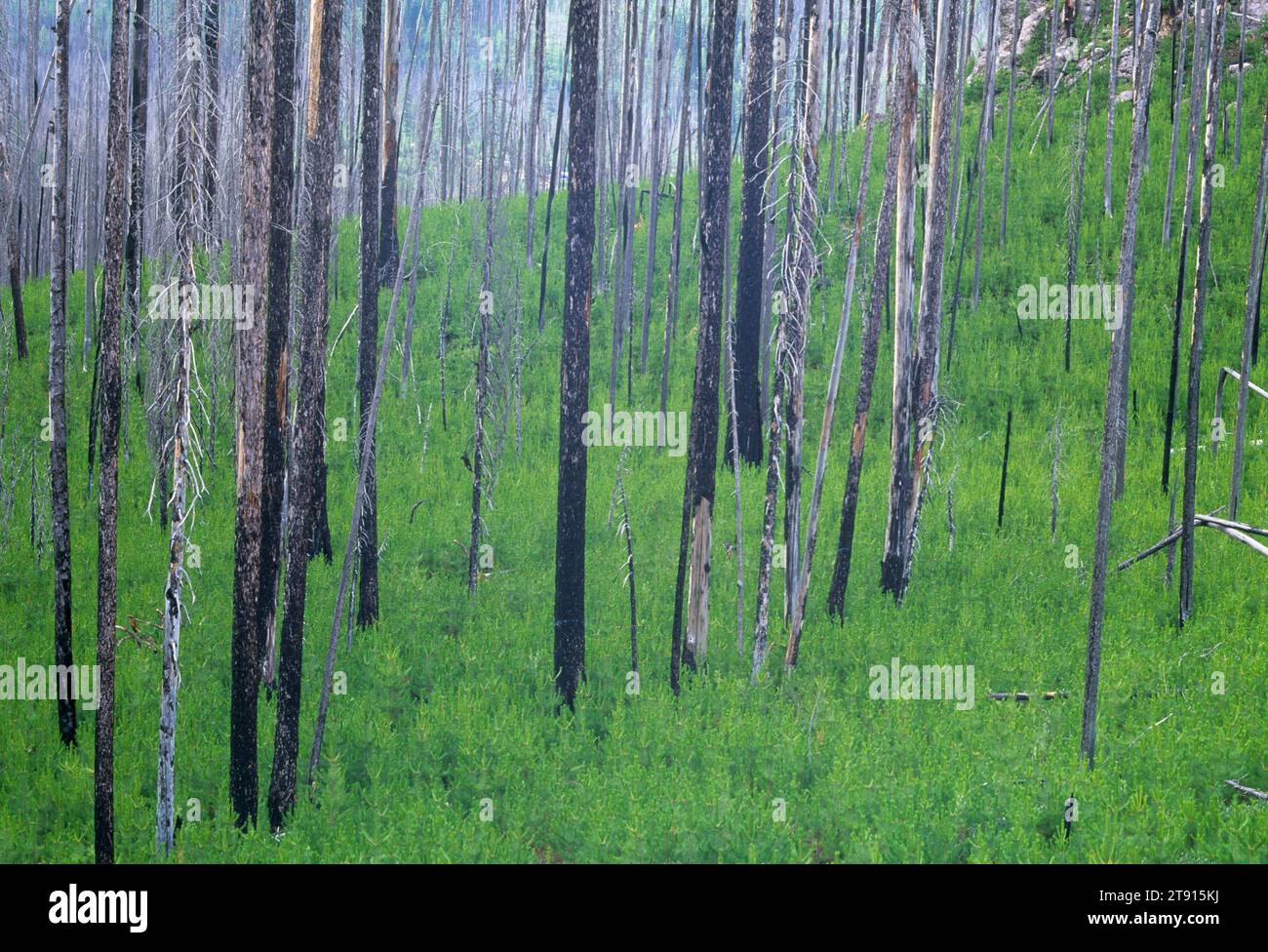 Regenerating forest in Tower Fire area, Blue Mountain National Scenic ...