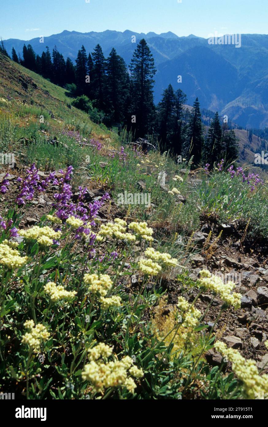 Flowers near Hells Canyon Overlook, Hells Canyon National Recreation ...