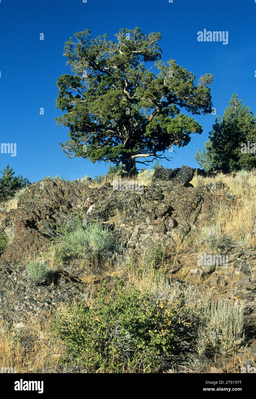 Western juniper (Juniperus occidentalis), Kiger Horse Management Area ...