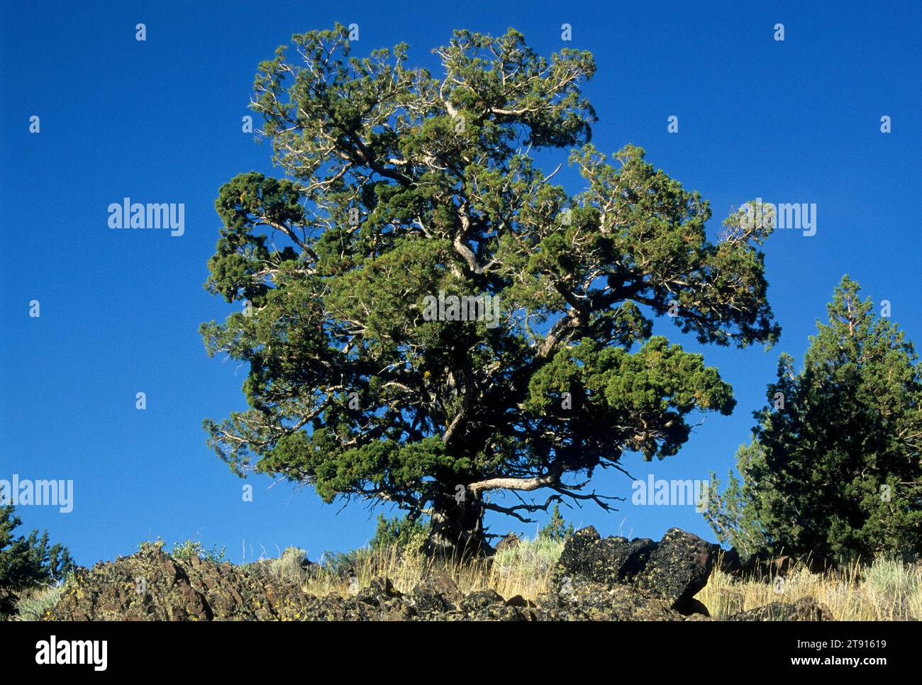 Western juniper (Juniperus occidentalis), Kiger Horse Management Area ...