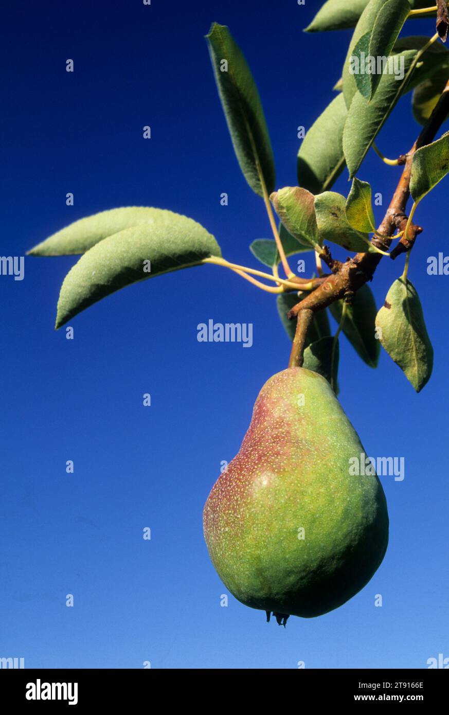 Bartlett pear, Hood River Valley, Oregon Stock Photo - Alamy