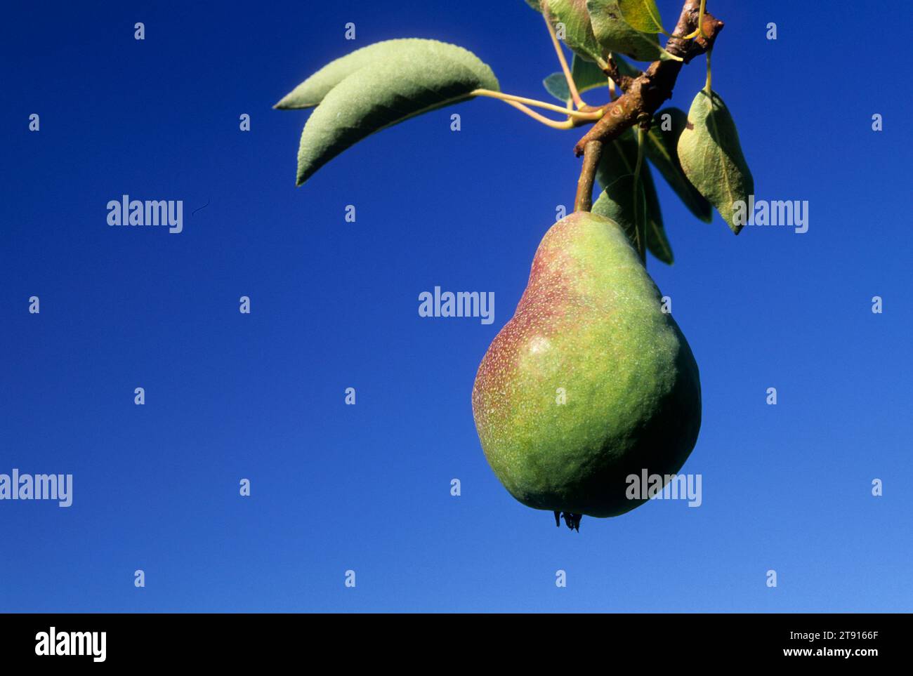 Bartlett pear, Hood River Valley, Oregon Stock Photo - Alamy