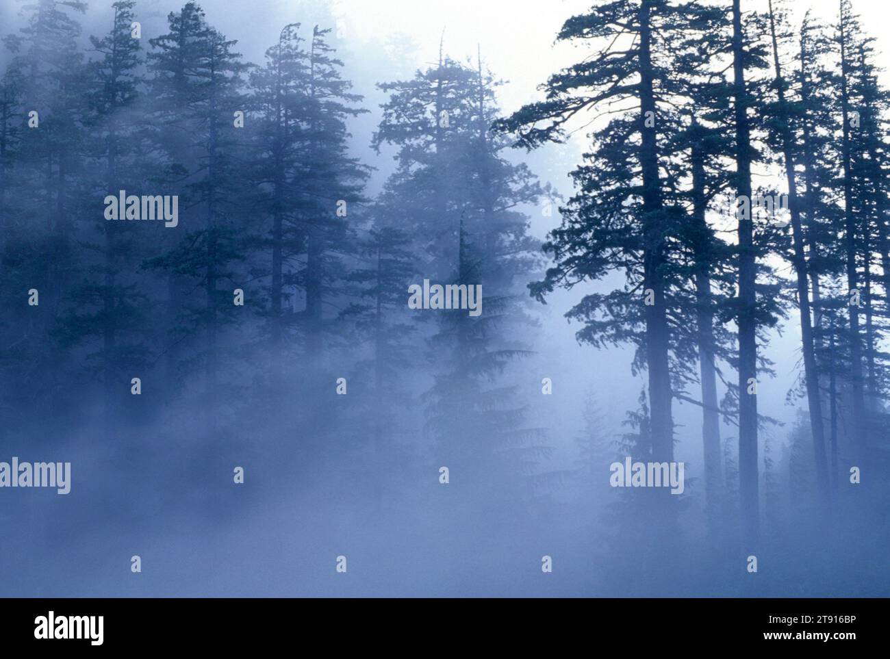 Ancient forest in fog, Rogue-Coquille National Scenic Byway, Siskiyou ...