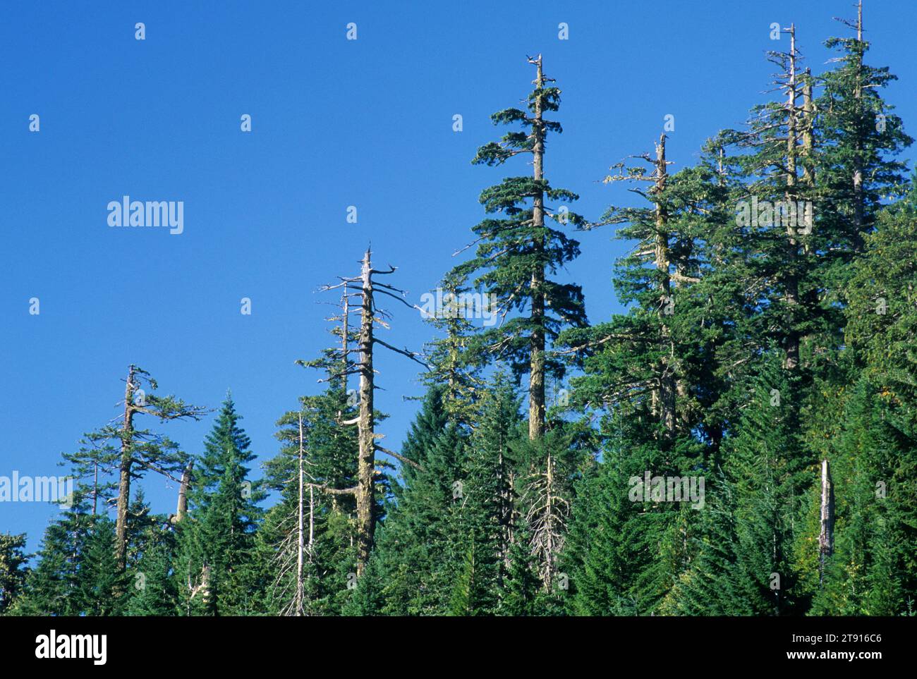 Ancient forest, Rogue-Coquille National Scenic Byway, Siskiyou National ...