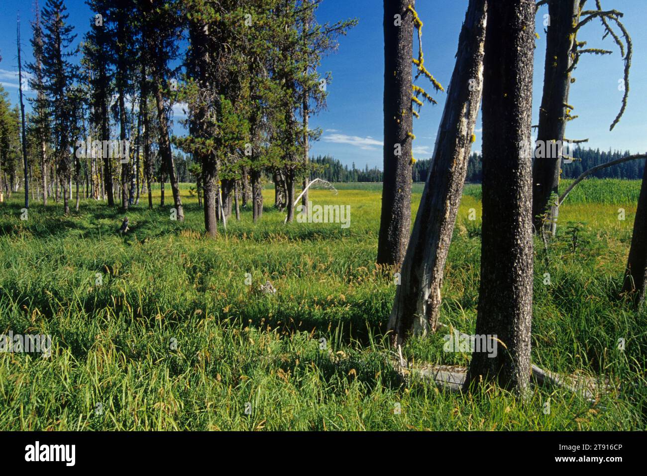 Forest along Diamond Lake, Rogue-Umpqua National Scenic Byway, Umpqua ...