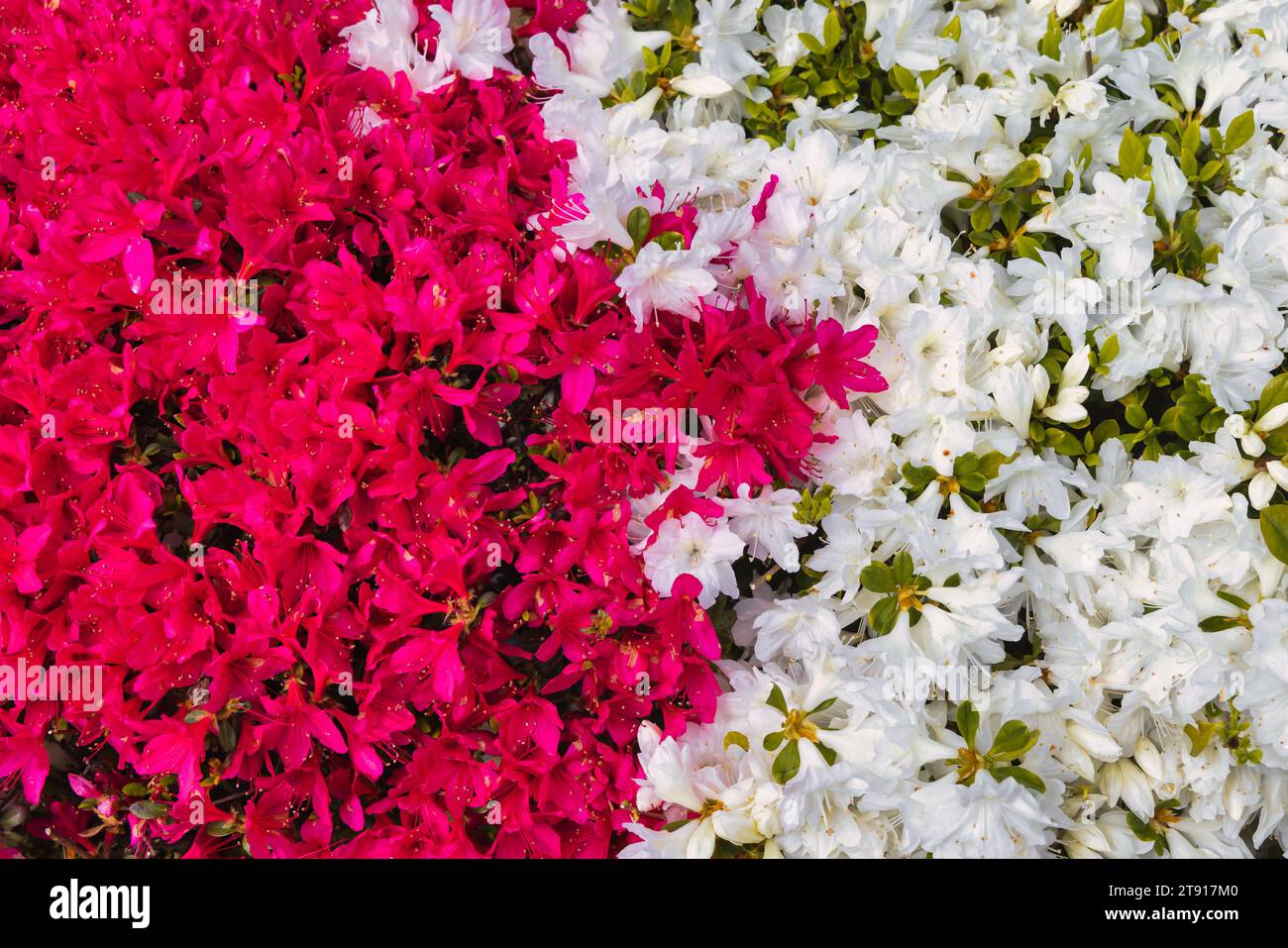 picture of an abundance of azalea flowers with different colors Stock ...