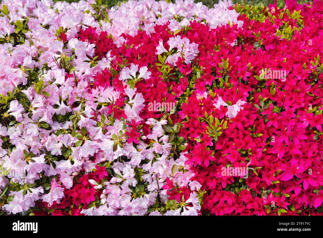 picture of an abundance of azalea flowers with different colors Stock ...