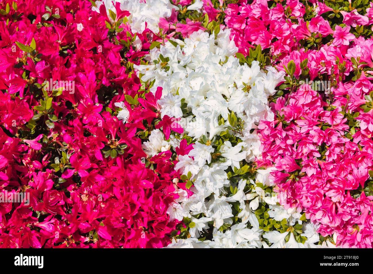 picture of an abundance of azalea flowers with different colors Stock ...