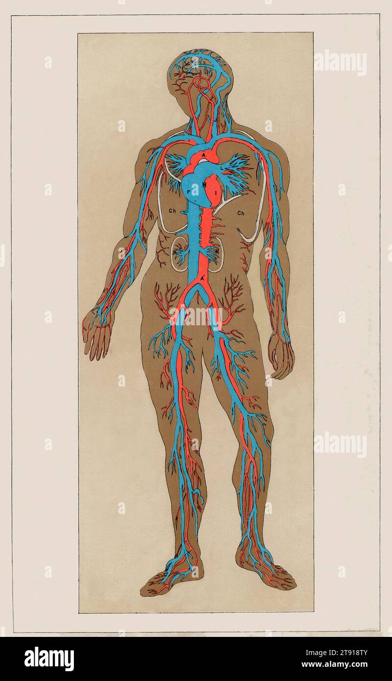 Distribution of the Blood Vessels Stock Photo - Alamy