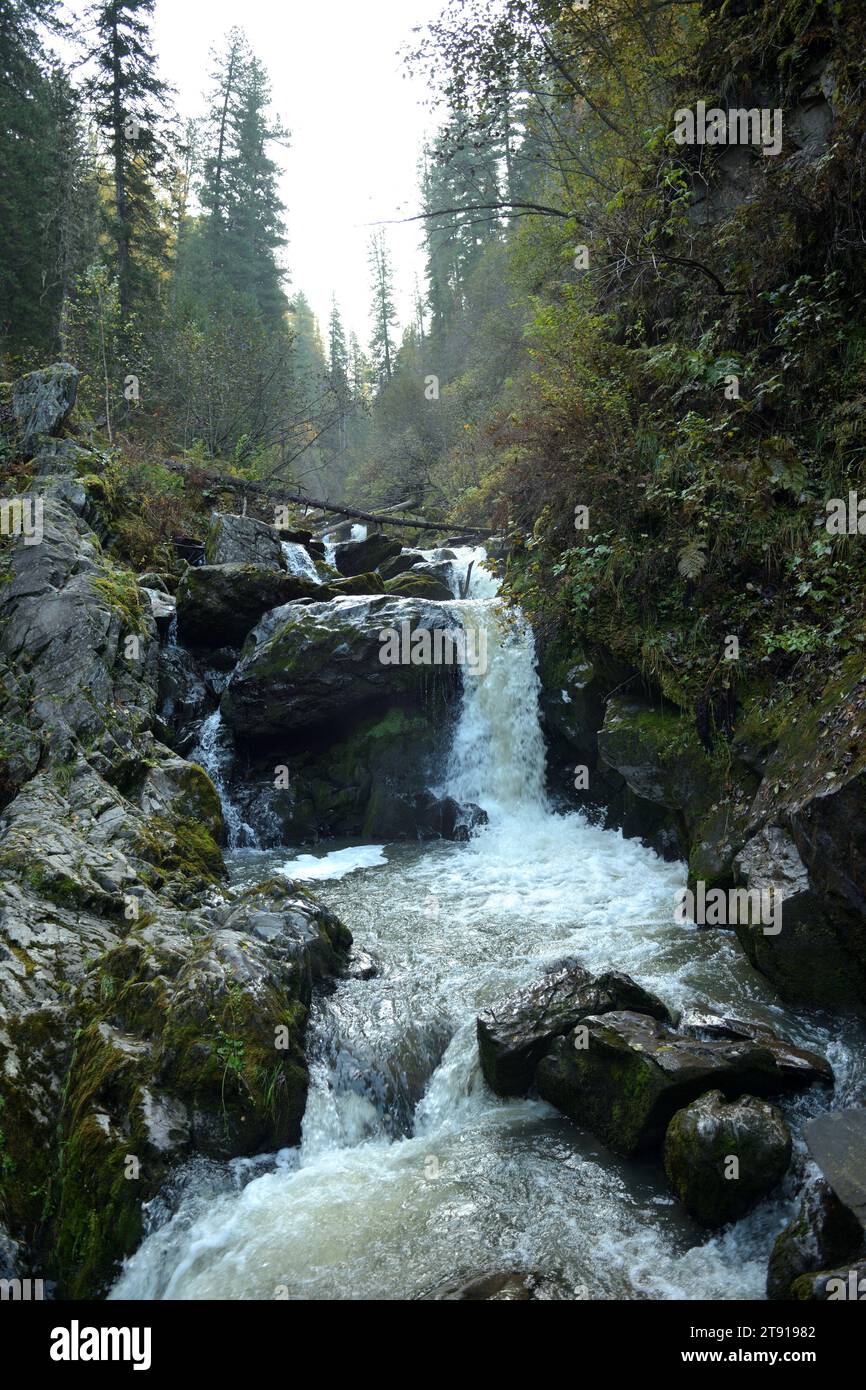 A rapid stream of a mountain river flows like a stormy waterfall ...