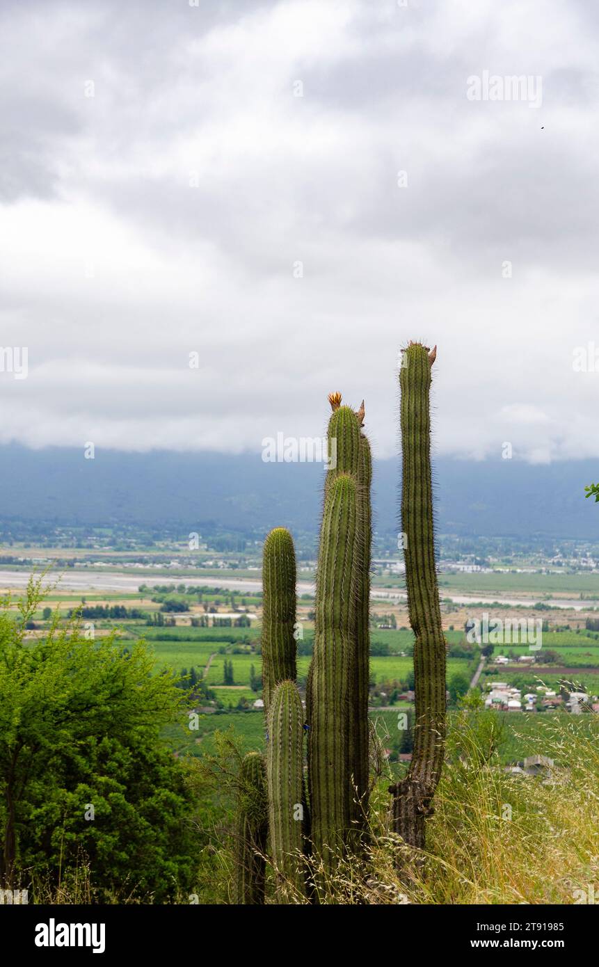 View to the Cachapoal river valley from the hills around El Olivar ...