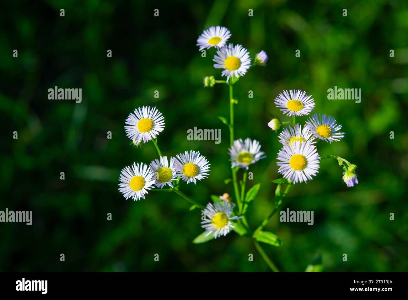 Many small flowers with small white petals on stem on green background ...