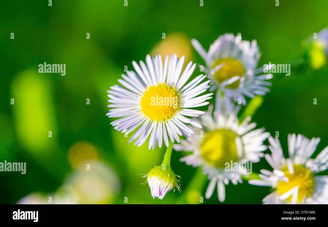 Many small flowers with small white petals, yellow stamen on green stem ...