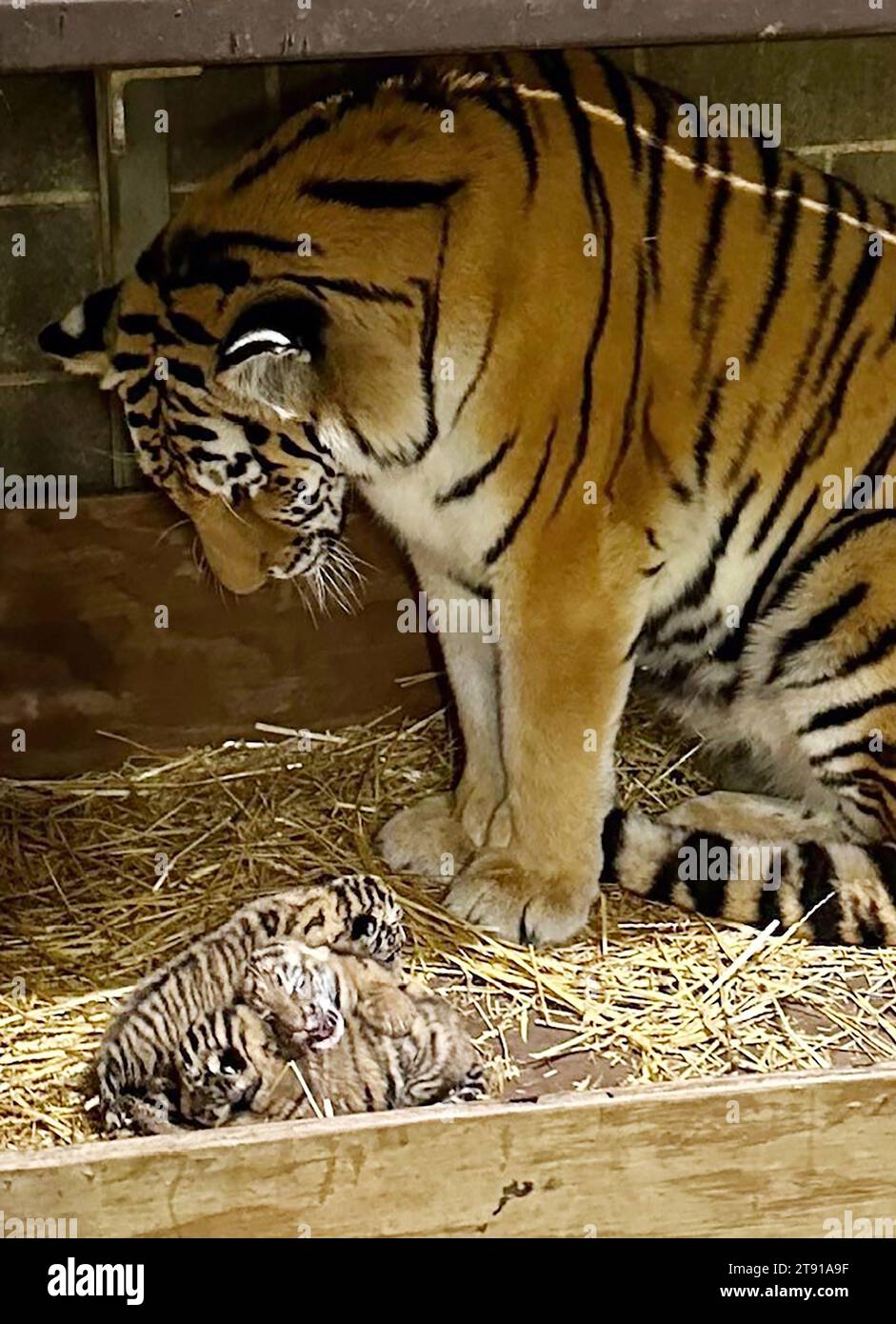 St. Louis, United States. 21st Nov, 2023. Three critically endangered ...