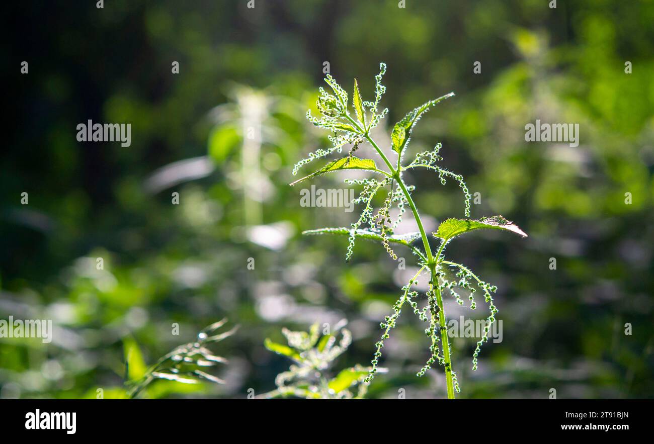 Nettle stem flowers seeds bee hi-res stock photography and images - Alamy