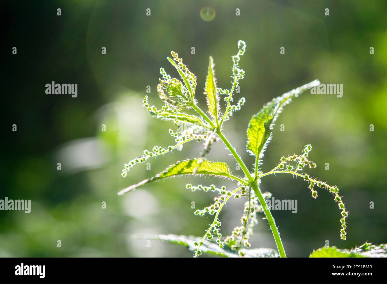 Nettle stem with flowers, seeds and bee on a green leaf brightly lit by ...