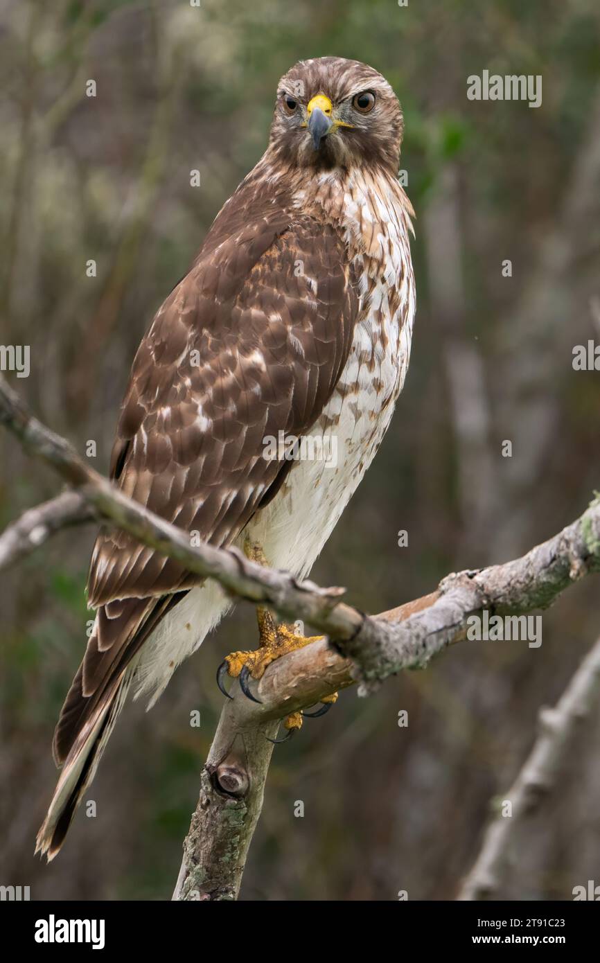 A red-shouldered hawk perched in a wetland Stock Photo - Alamy