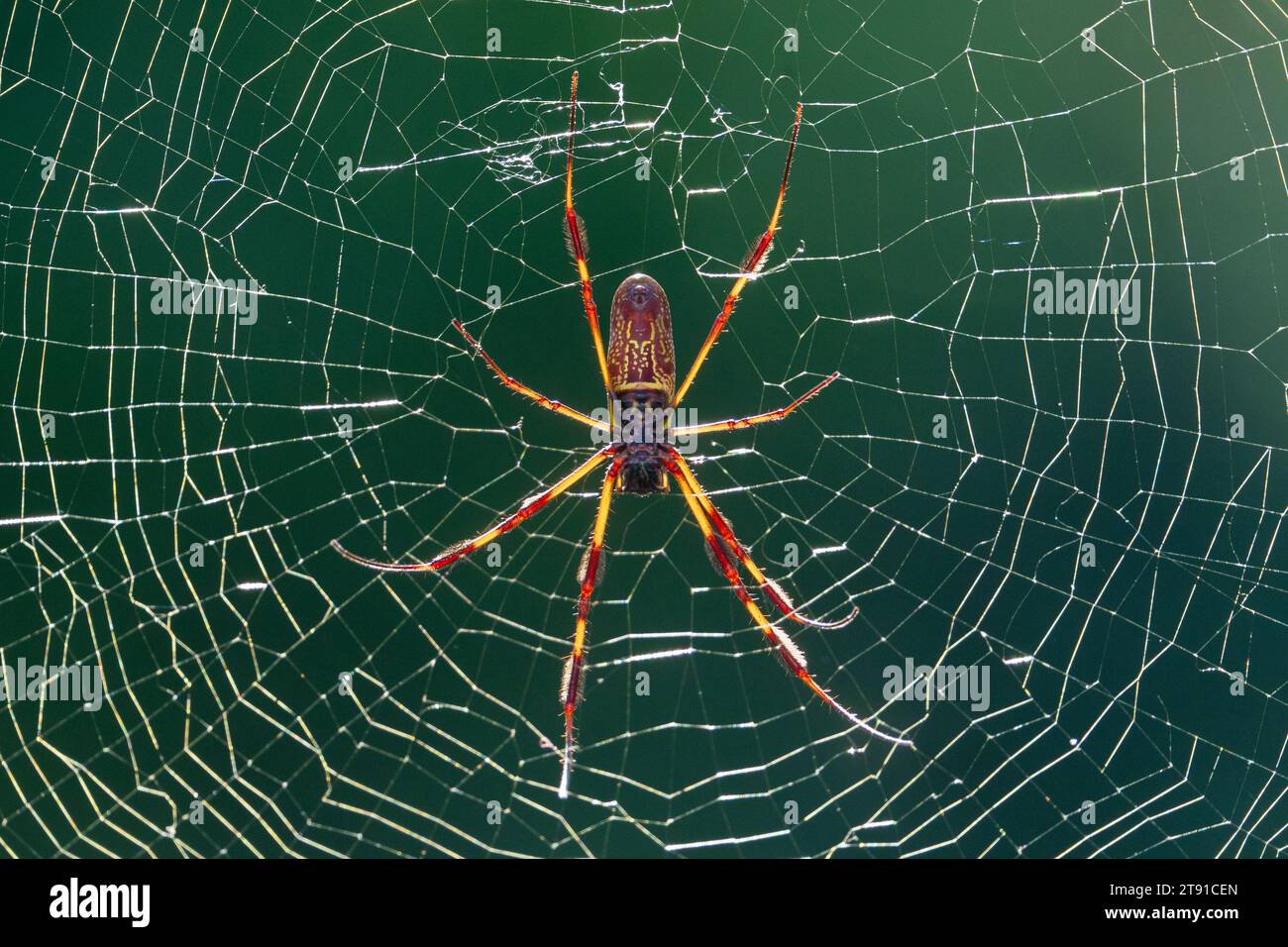 A Golden Silk Orb Weaver Spider Stock Photo - Alamy