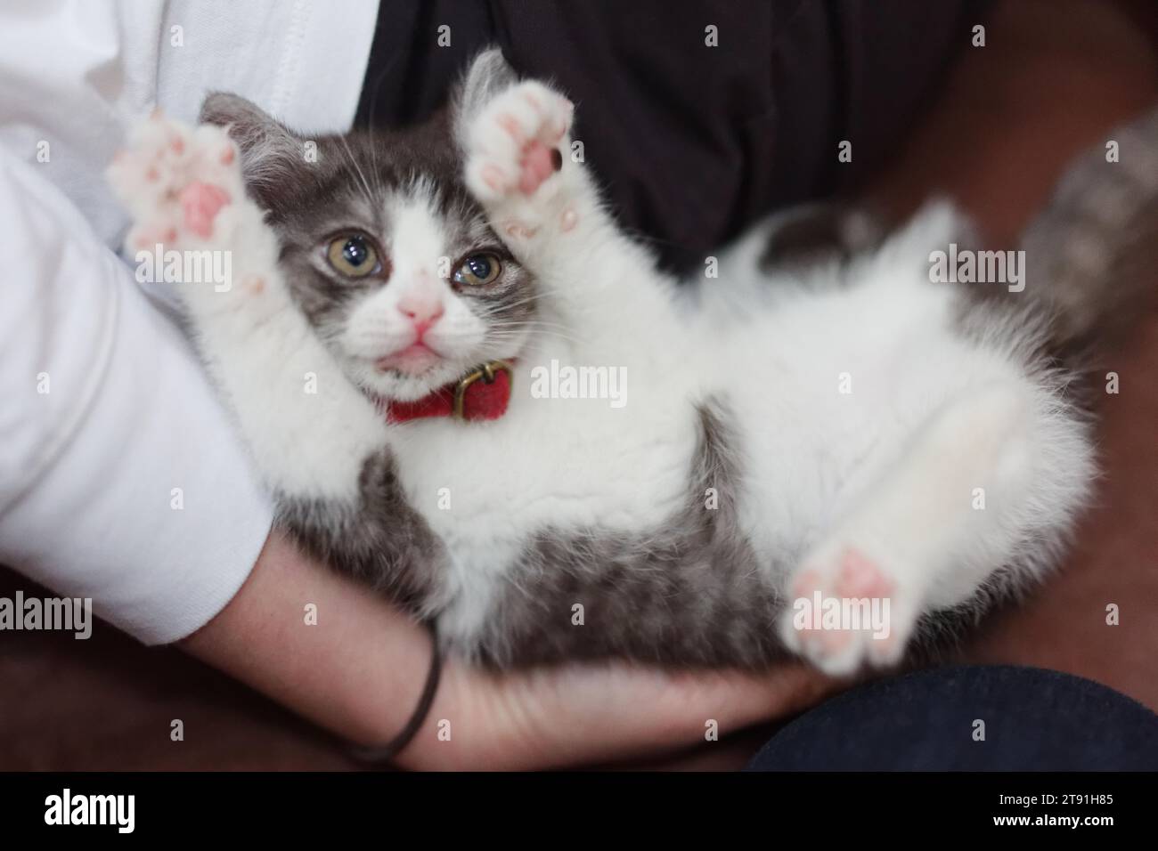 Kitten Raising Hand Stock Photo - Alamy