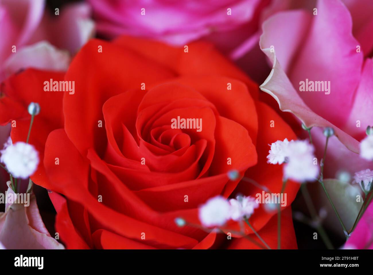 Bouquet of Rose Stock Photo - Alamy