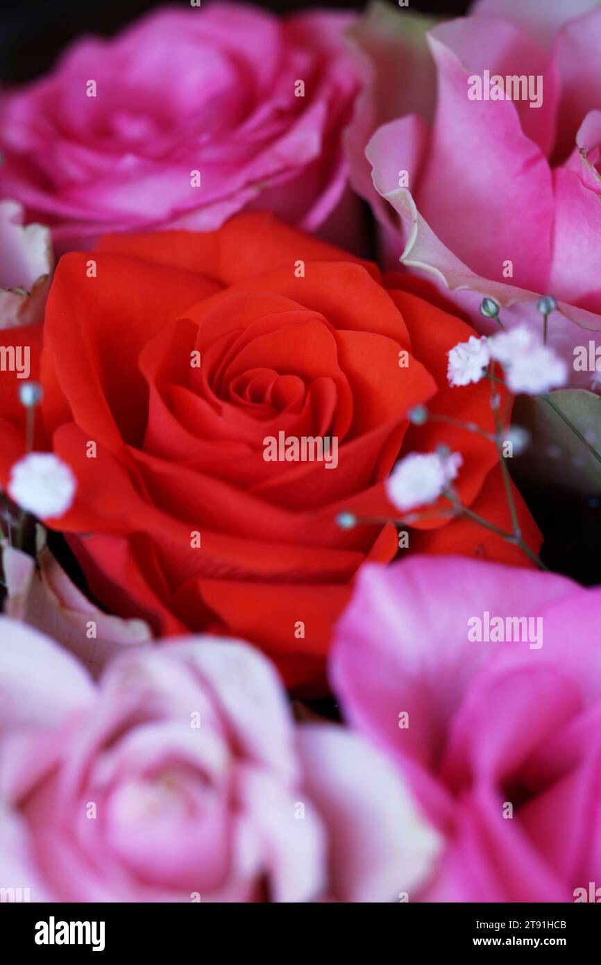 Bouquet of Rose Stock Photo - Alamy
