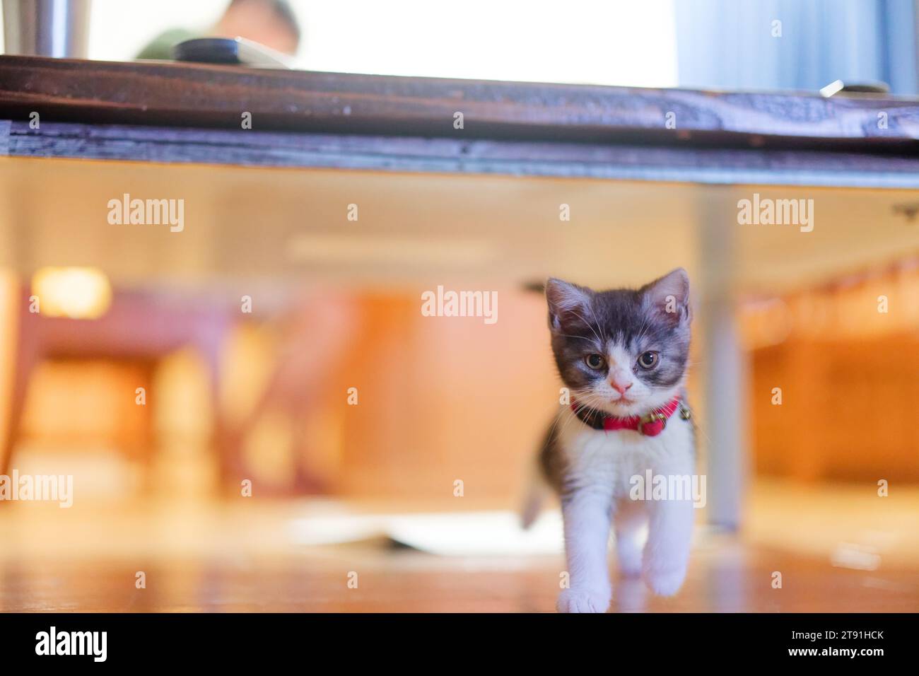 Kitten under table hi-res stock photography and images - Alamy